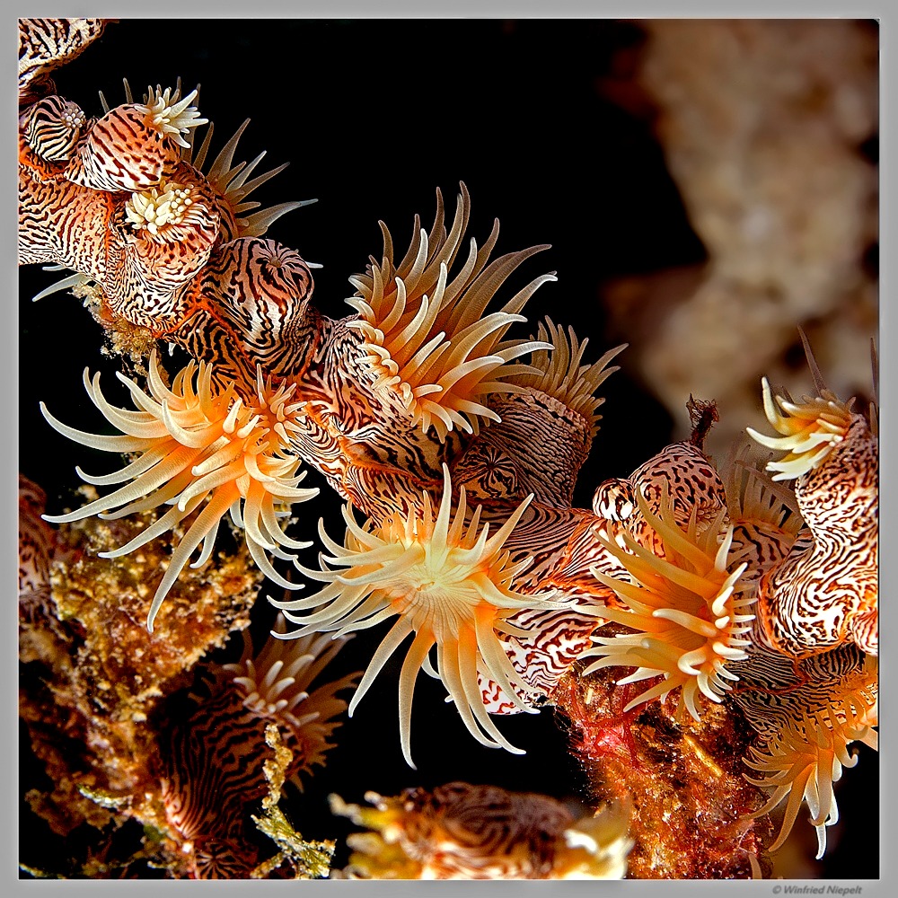 Tiger Anemone Foto & Bild | unterwasser, uw-salzwasser, natur-kreativ ...