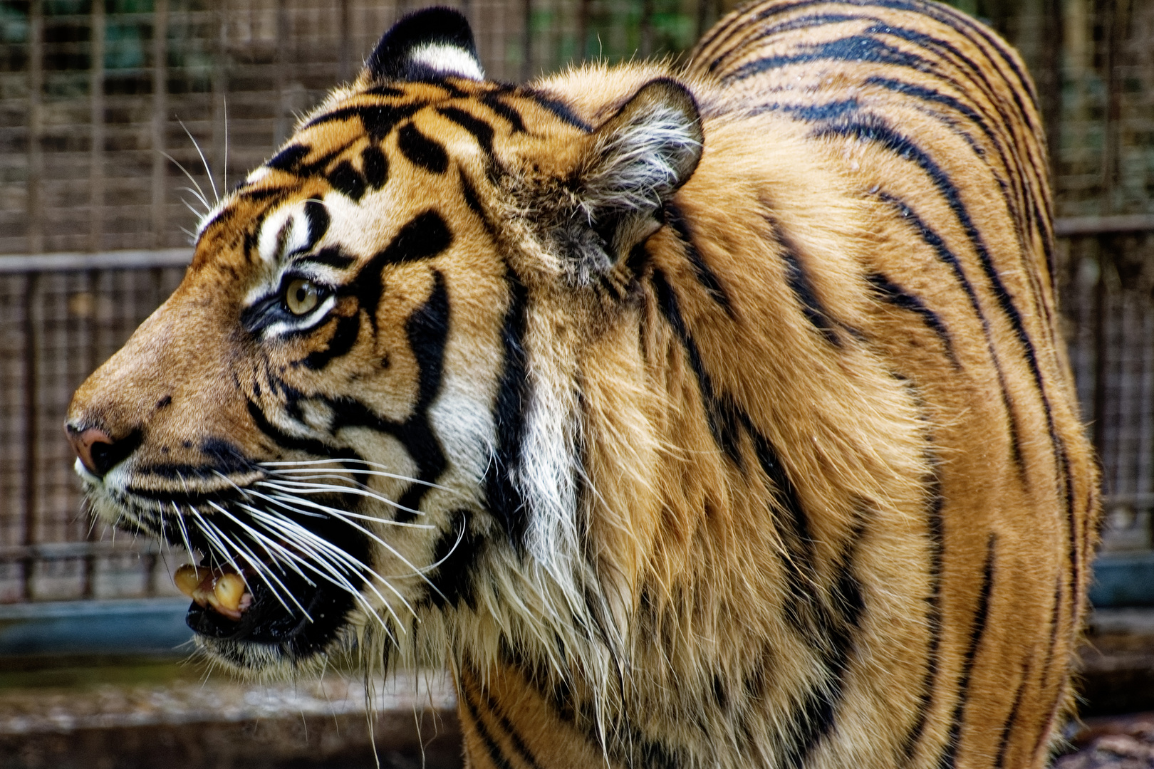 Tiger Foto & Bild | tiere, zoo, wildpark & falknerei, säugetiere Bilder ...