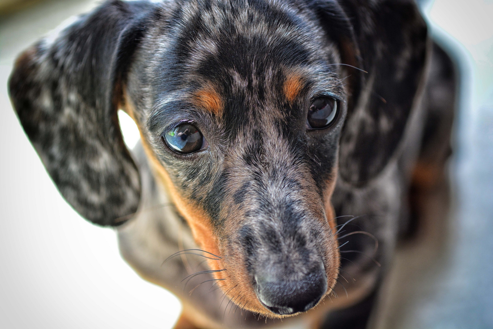 Tiger-Dackel Welpe Foto & Bild | tiere, tierkinder, natur Bilder auf ...