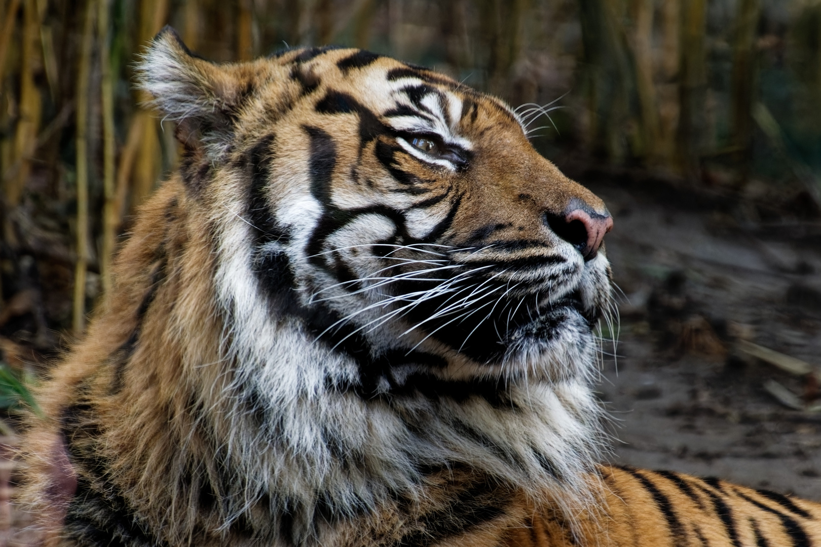 Tiger Foto & Bild | tiere, zoo, wildpark & falknerei, säugetiere Bilder ...