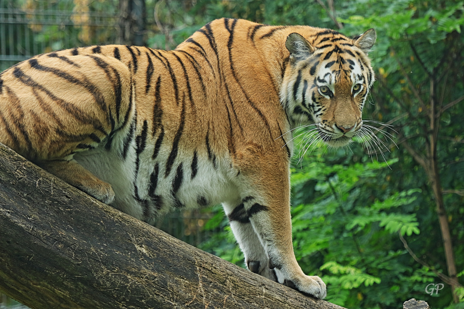 Tiger Foto & Bild | natur, tiere Bilder auf fotocommunity