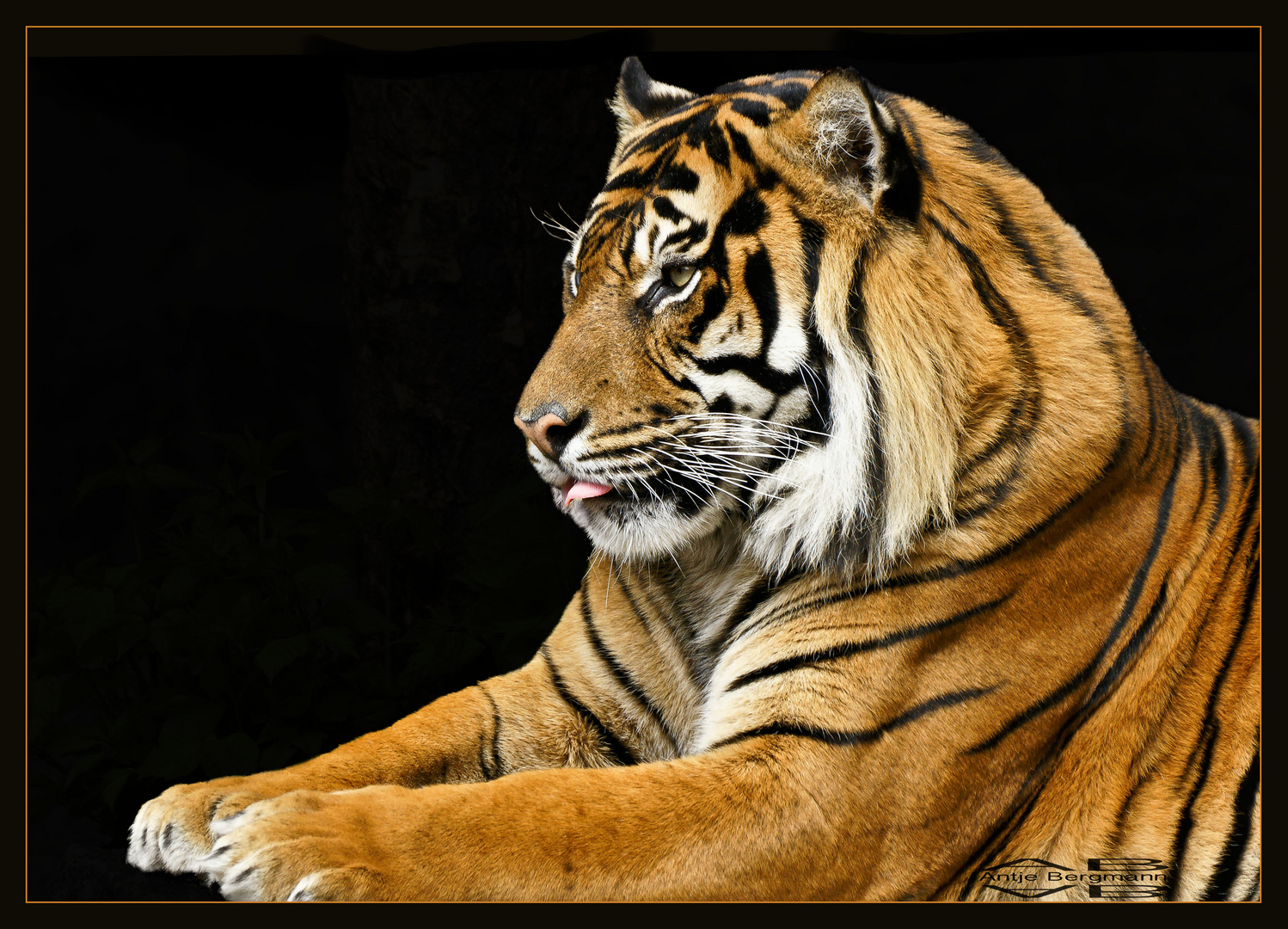 Tiger Foto & Bild | bearbeitungs - techniken, freigestellte objekte, tiere Bilder auf fotocommunity