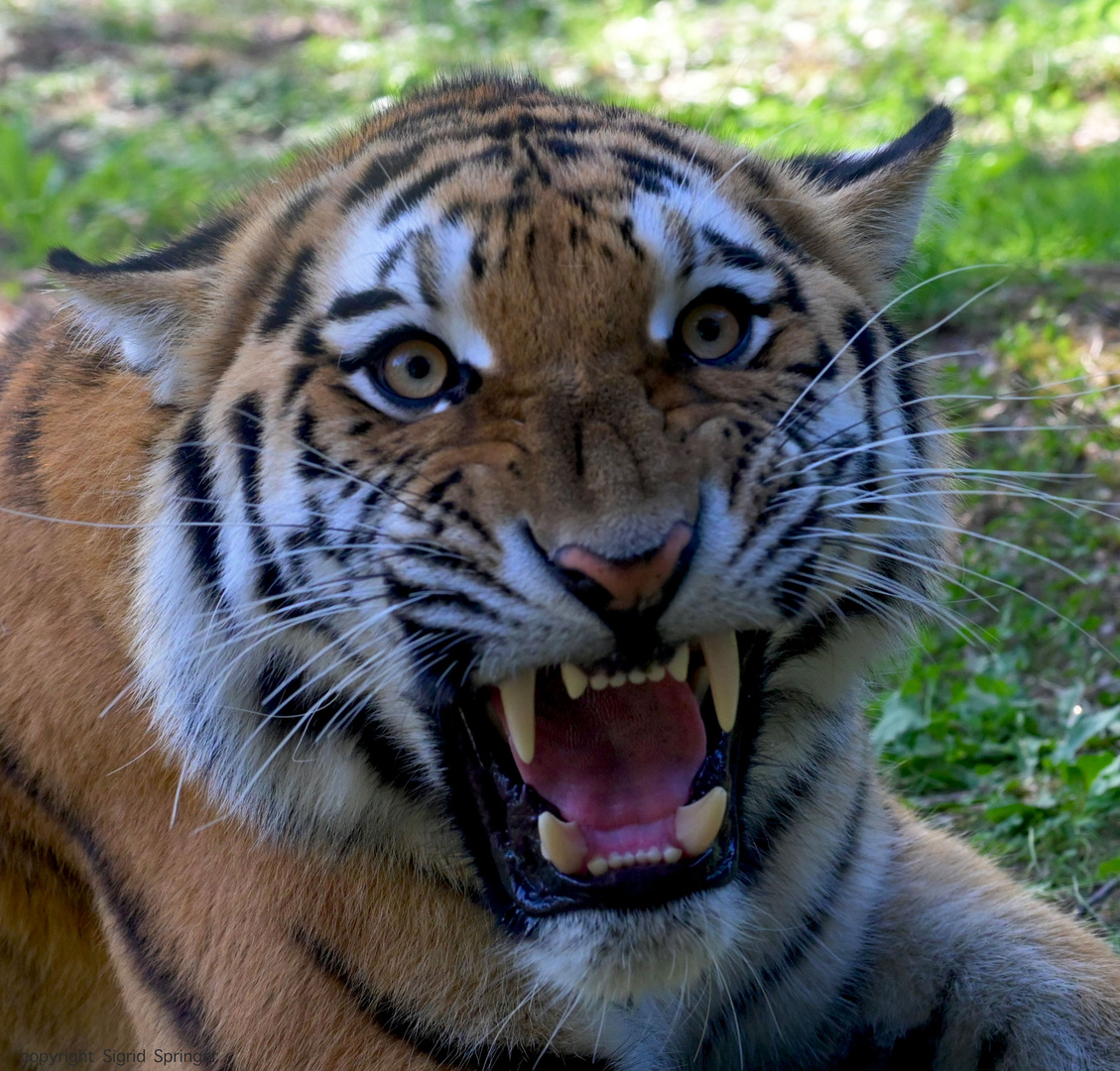 Tiger fauchen Foto & Bild | natur, zoo, tiere Bilder auf fotocommunity