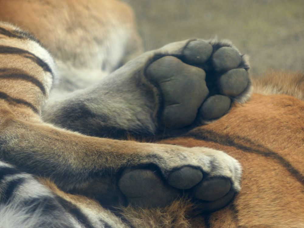 TIGER FOOT Foto & Bild | tiere, zoo, wildpark & falknerei, säugetiere ...