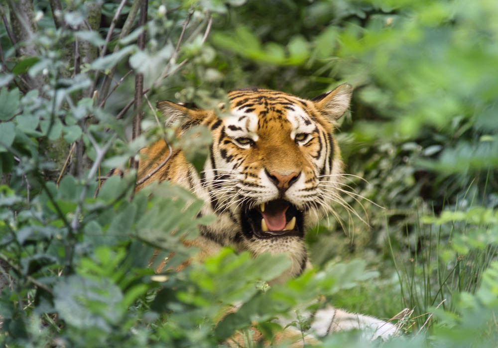 Tiger im Busch Foto & Bild | natur, zoo, tiere Bilder auf fotocommunity