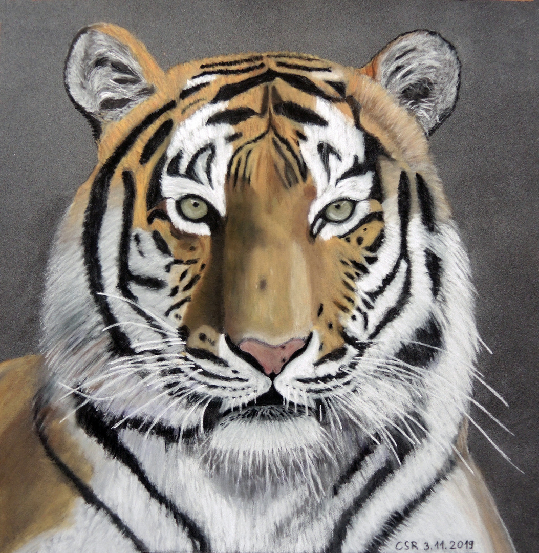 Tiger im Porträt - mit Pastellkreidestiften gemalt Foto & Bild | zoo ...