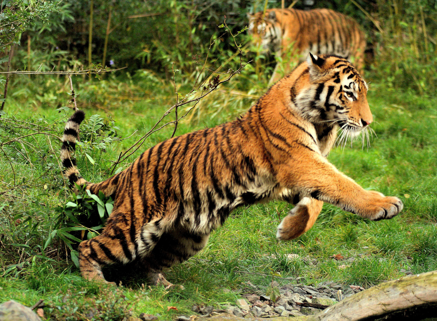 Tiger im Sprung Foto & Bild | natur, tiere, raubtiere Bilder auf ...