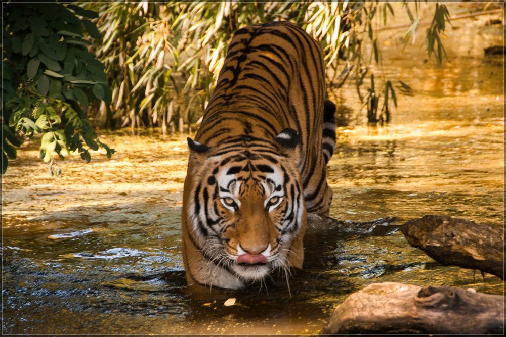 Tiger im Wasser Foto & Bild | tiere, wildlife, säugetiere Bilder auf ...