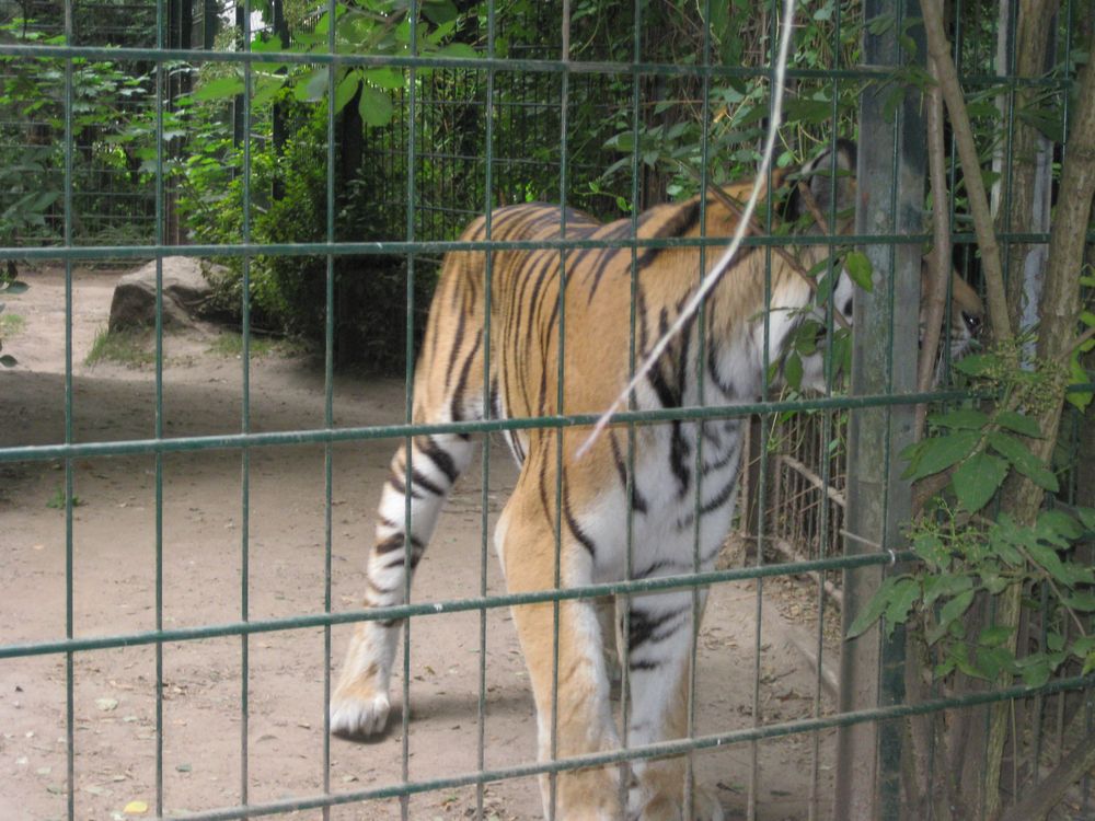 Tiger im Zoo Foto & Bild | deutschland, natur Bilder auf fotocommunity