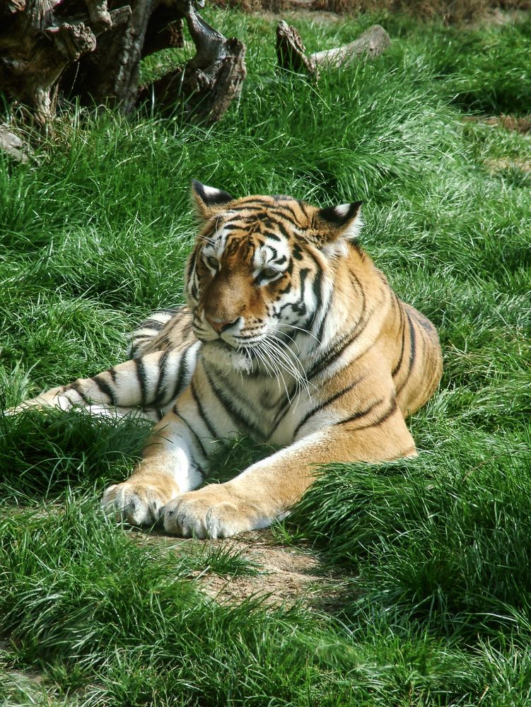 Tiger im Zoo Hannover Foto & Bild | tiere, zoo, wildpark & falknerei ...