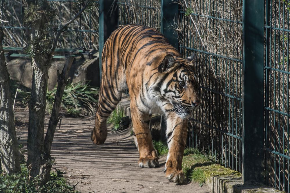 Tiger-im-Zoo-Krefeld Foto & Bild | deutschland, europe, nordrhein ...