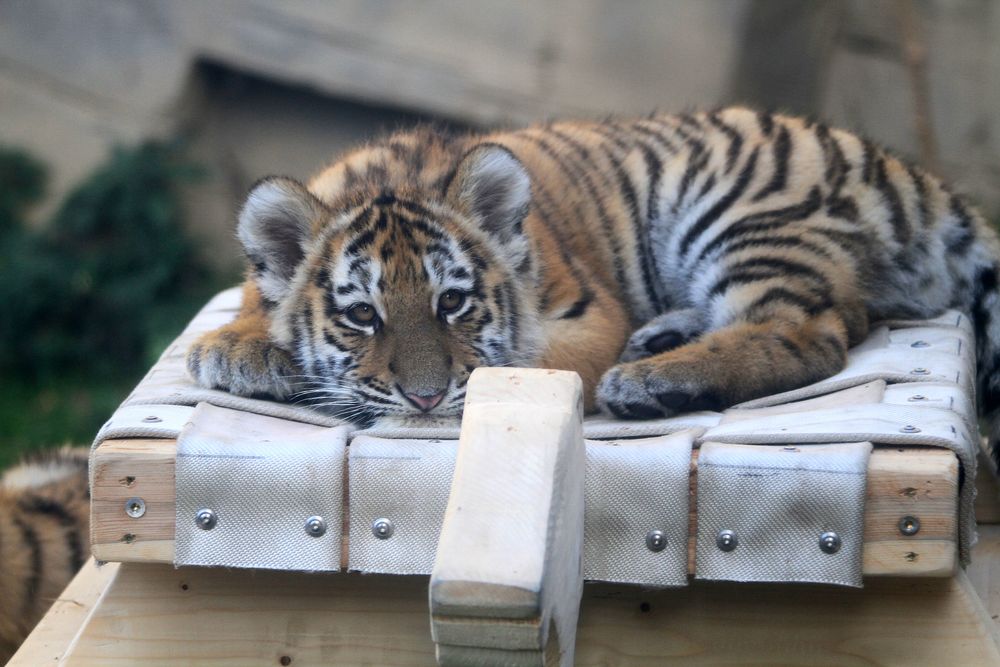Tiger im Zoo Wuppertal Foto & Bild | tiere, tierkinder, natur Bilder ...