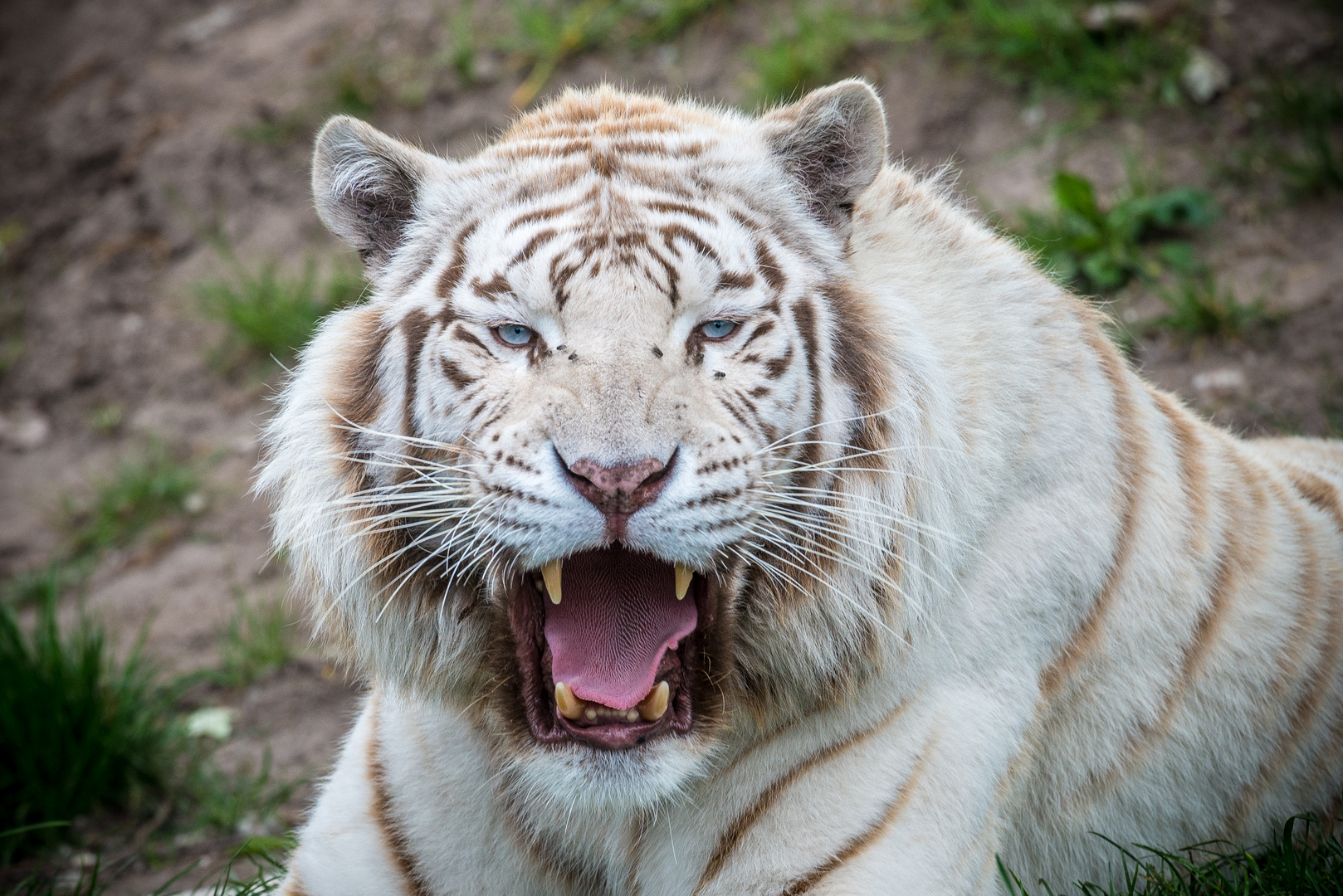 Tiger in Weiß Foto & Bild | tiere, zoo, wildpark & falknerei ...