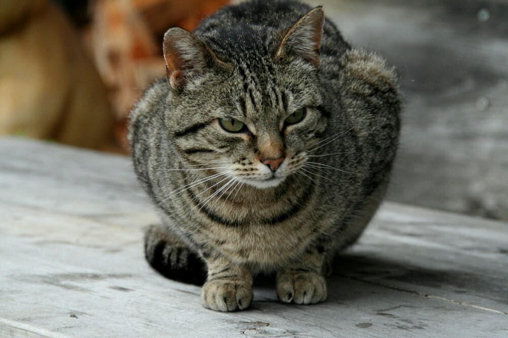 Tiger-Kater Foto & Bild | tiere, haustiere, katzen Bilder auf fotocommunity