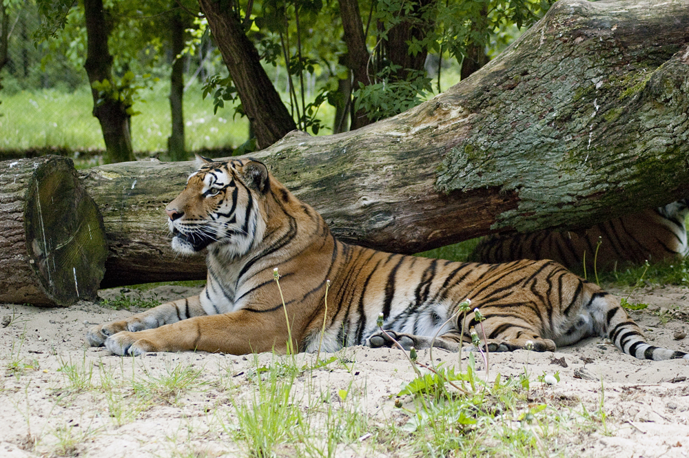 Tiger-Katzi-Tatzi Foto & Bild | tiere, zoo, wildpark & falknerei, natur ...