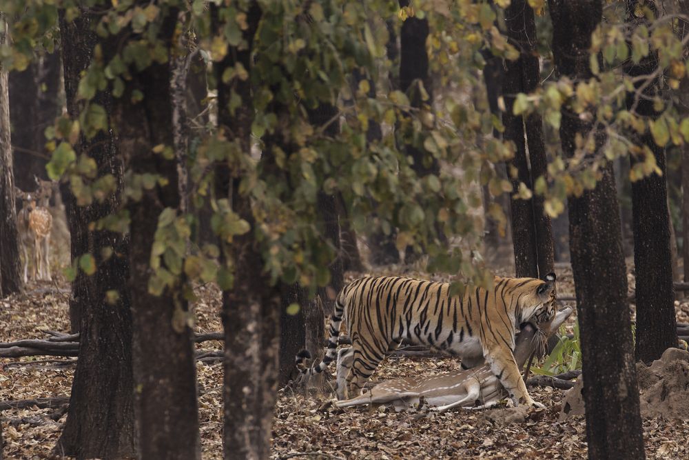 Tiger Kill - Pench National Park, Indien Foto & Bild | tiere, wildlife ...