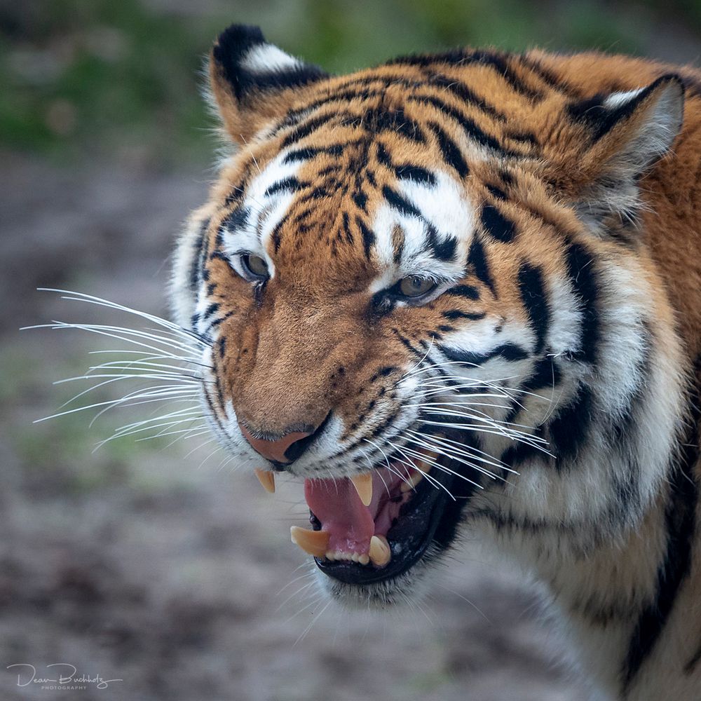 Tiger Portrait Foto & Bild | tiere, zoo, wildpark & falknerei ...
