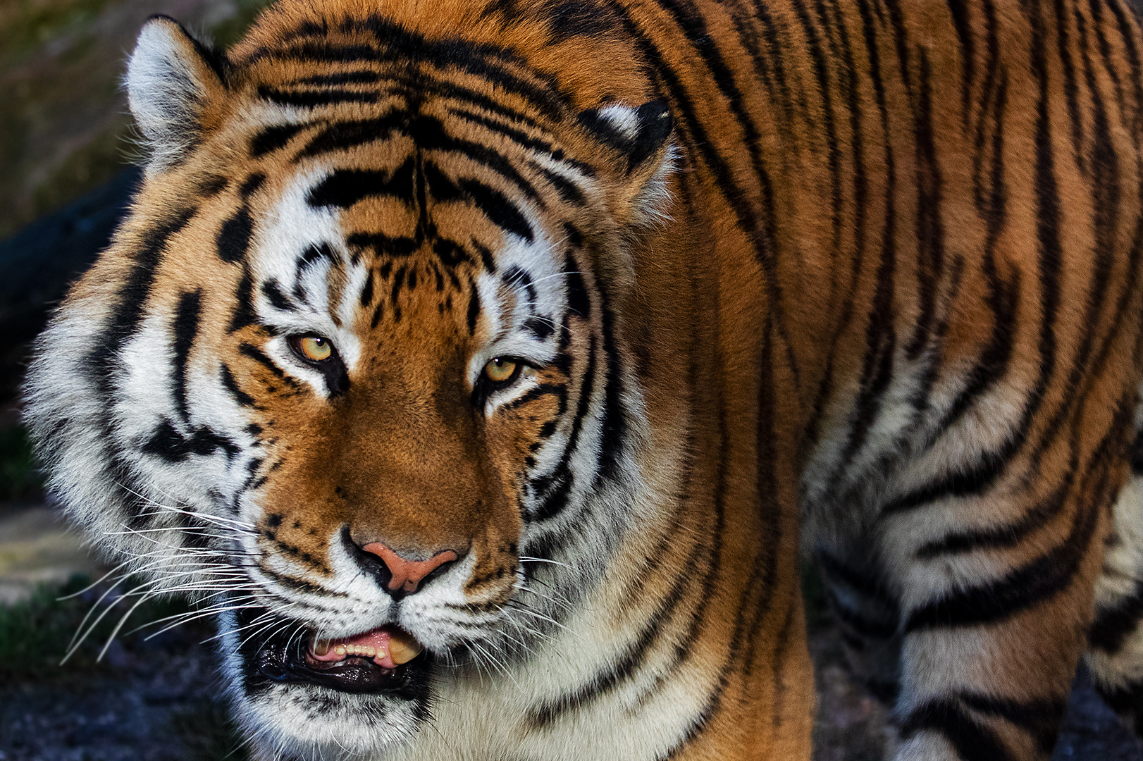 Tiger-Portrait 001 Foto & Bild | deutschland, europe, nordrhein ...