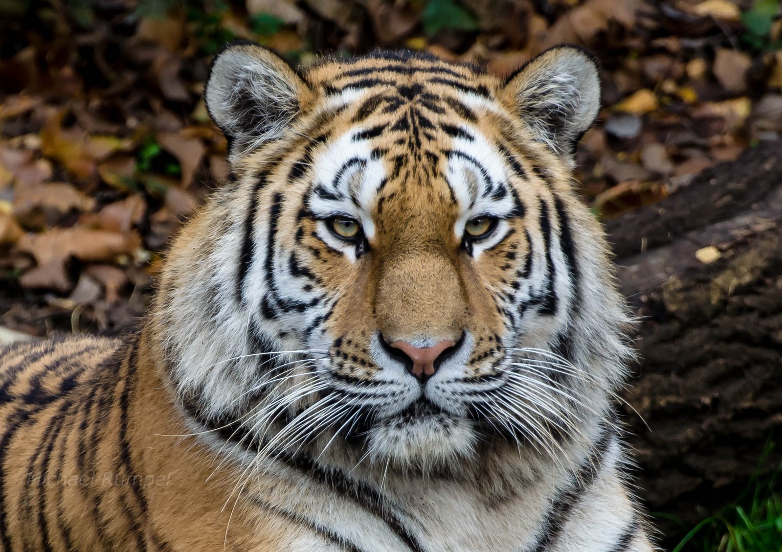Tiger Portrait Foto & Bild | fotos, leipzig, natur Bilder auf fotocommunity