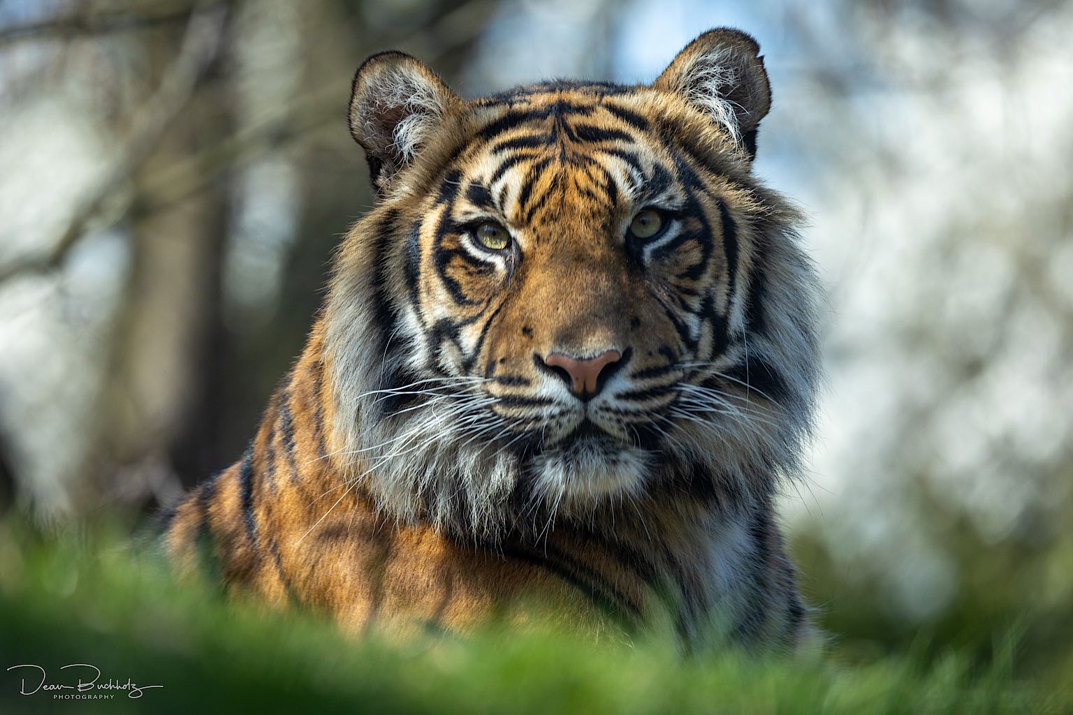 Tiger Portrait Foto & Bild | tiere, zoo, wildpark & falknerei ...