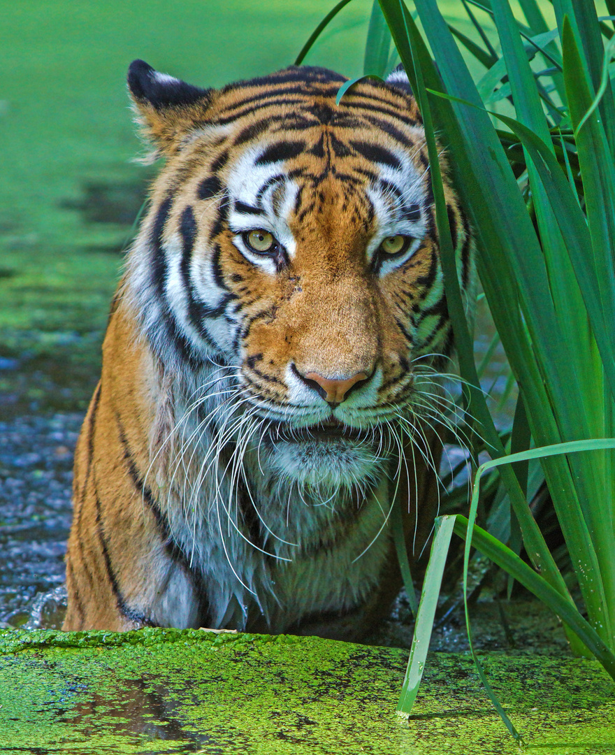 Tiger-Portrait Foto & Bild | tiere, zoo, wildpark & falknerei ...