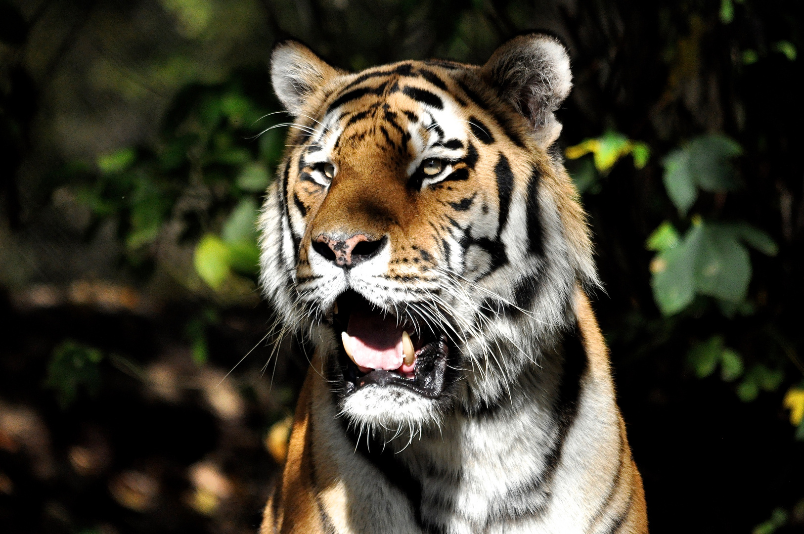 Tiger Portrait Foto & Bild | natur, zoo, tiere Bilder auf fotocommunity
