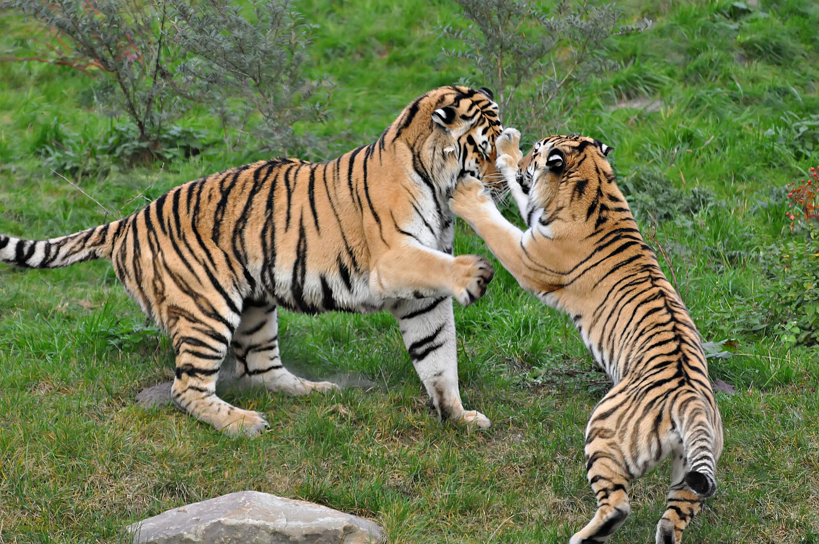 TIGER TANGO Foto & Bild | tiere, zoo, wildpark & falknerei, säugetiere Bilder auf fotocommunity