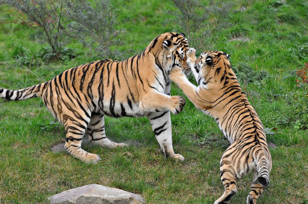 TIGER TANGO Foto & Bild | tiere, zoo, wildpark & falknerei, säugetiere ...