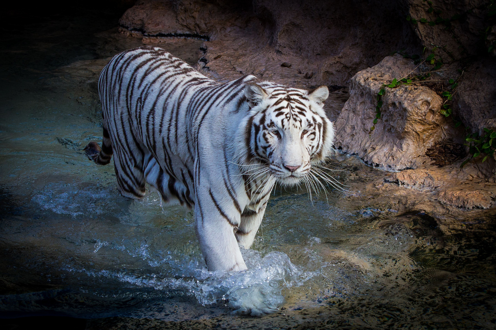 Tiger weiß Foto & Bild | tiere, zoo, wildpark & falknerei ...