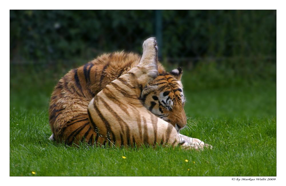 Tiger - Yoga Foto & Bild | tiere, zoo, wildpark & falknerei, säugetiere ...