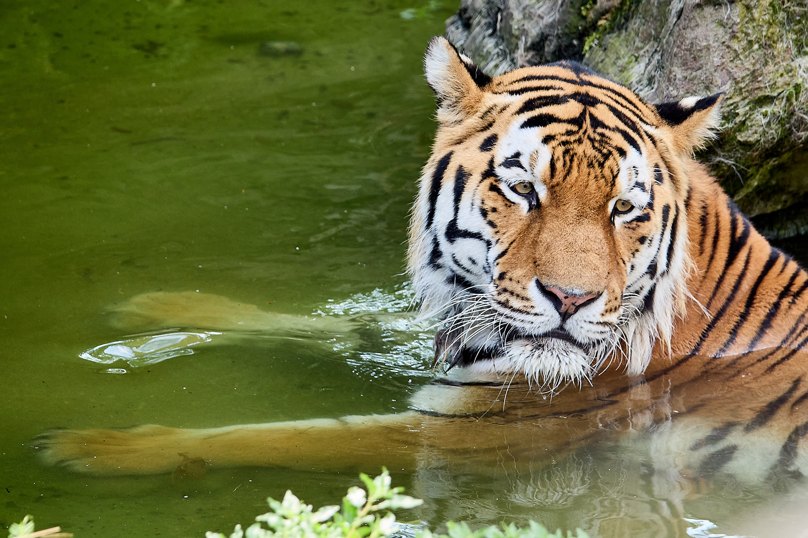 Tiger - Zoo Köln Foto & Bild | tiere, zoo, wildpark & falknerei ...