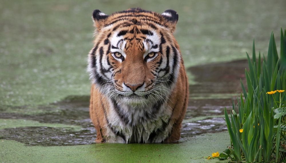 Tiger(Archiv) Foto & Bild | tiere, zoo, wildpark & falknerei ...
