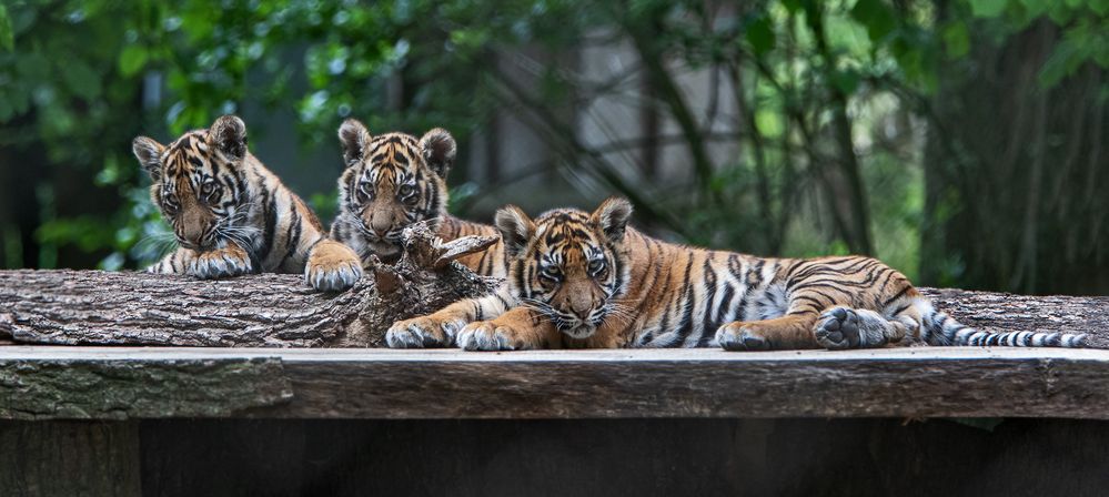 Tigerbabys 001 Foto & Bild | deutschland, europe, nordrhein- westfalen ...