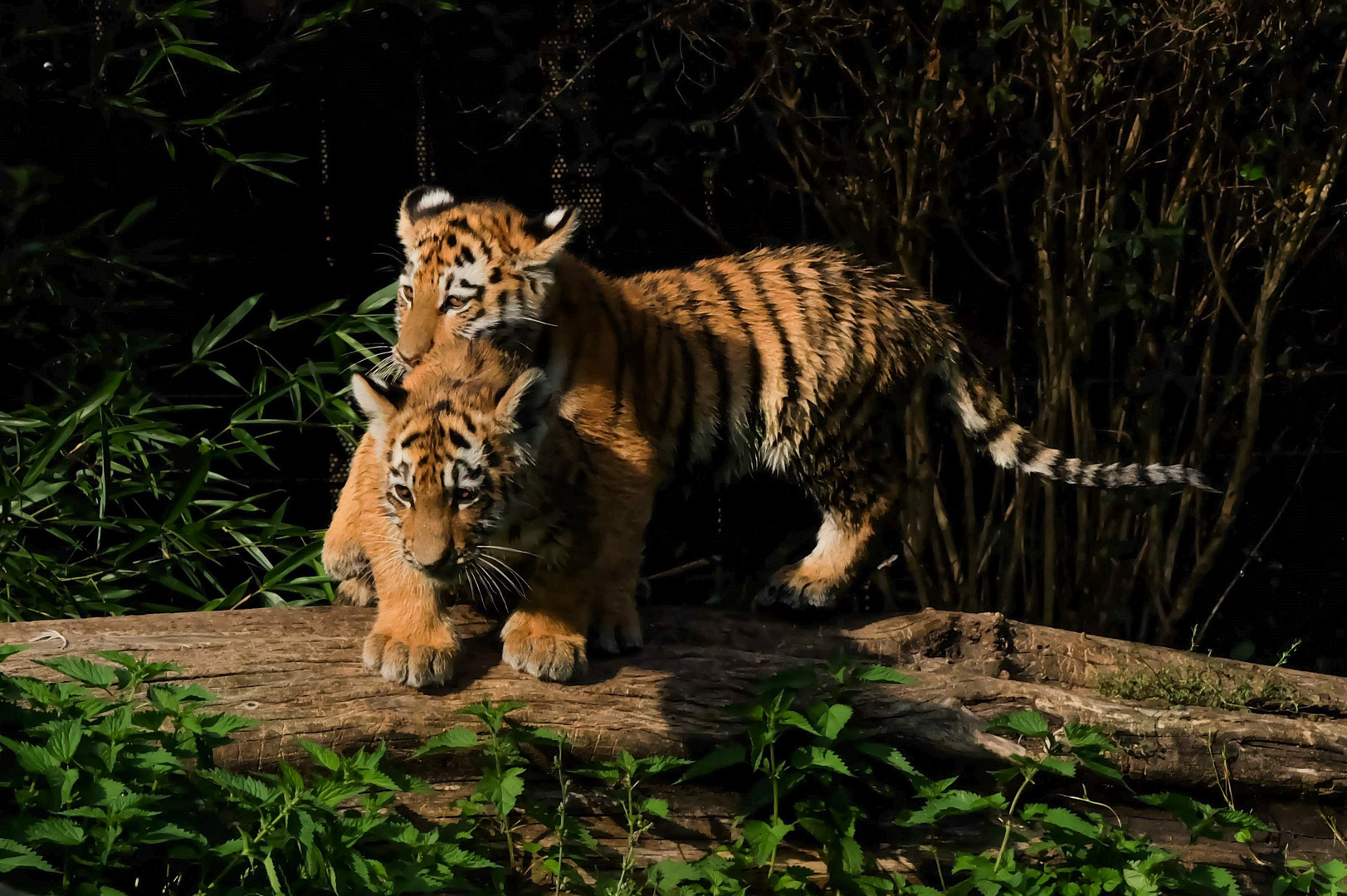 Tigerbabys Foto & Bild | natur, zoo, tiere Bilder auf fotocommunity