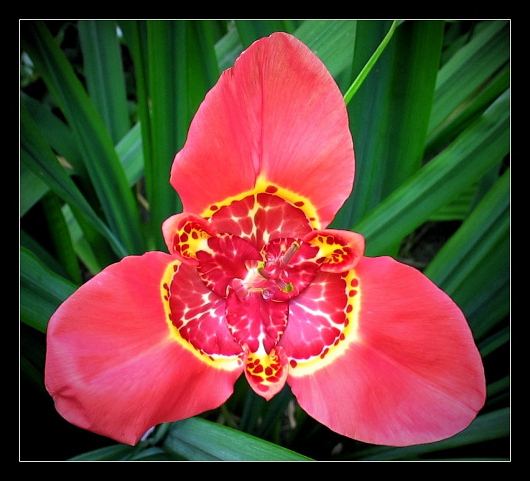 Tigerblume Foto & Bild | pflanzen, pilze & flechten, blüten ...