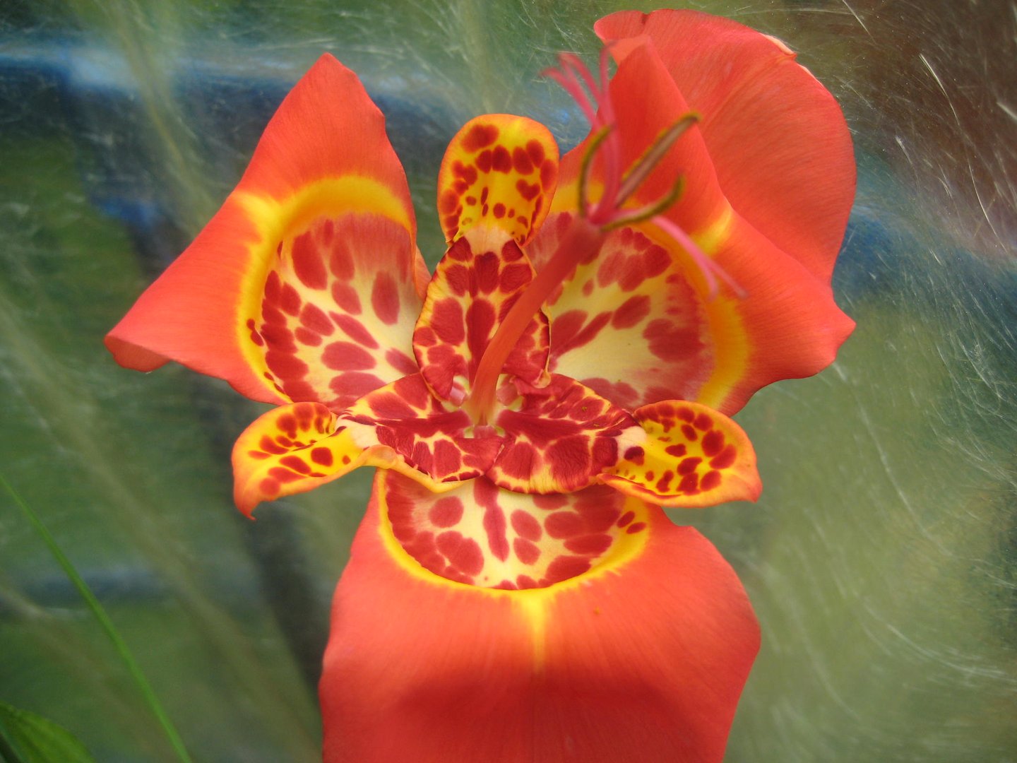 Tigerblume diesmal in rot Foto & Bild | pflanzen, samen, natur ...