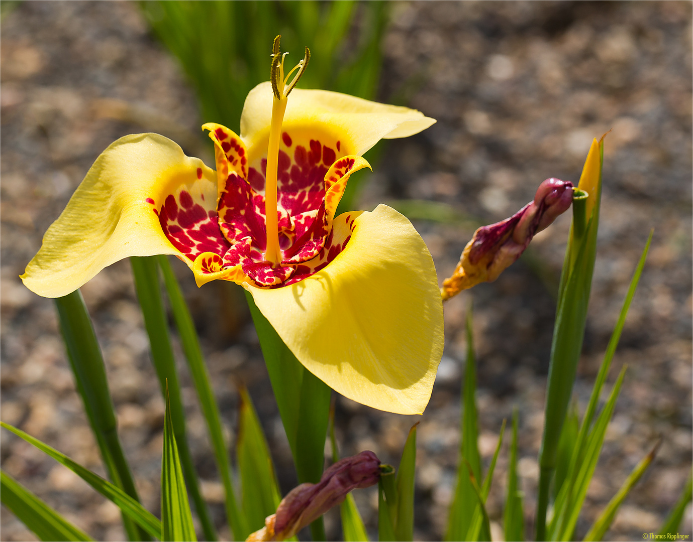 Tigerblume (Tigridia pavonia). Foto & Bild | pflanzen, pilze & flechten ...
