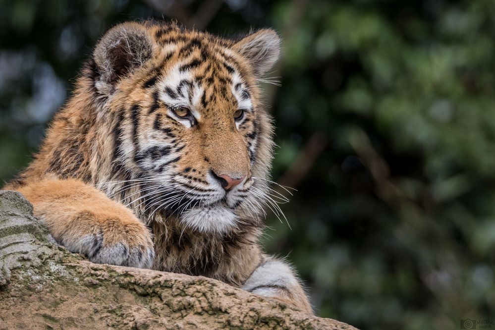 Tigerchen Foto & Bild | natur, tier, zoo Bilder auf fotocommunity
