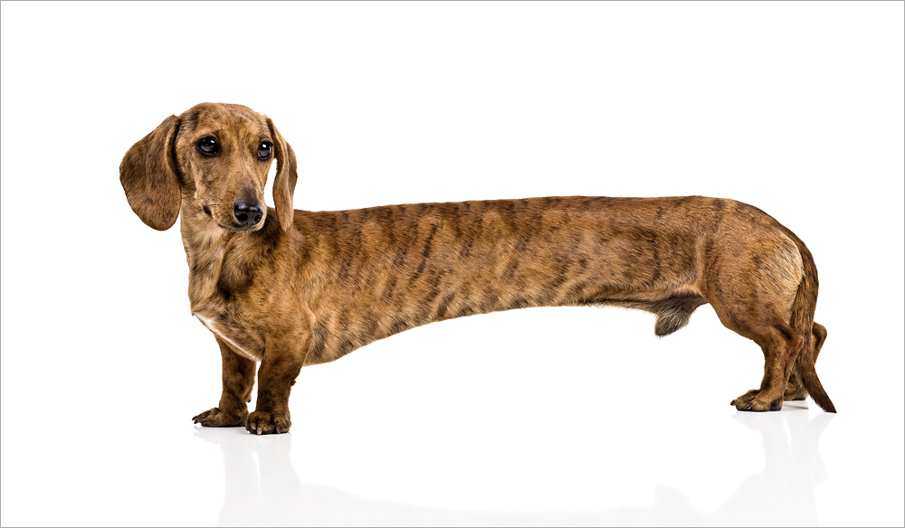 Tigerdackel XXL Foto & Bild | fotomontagen & ebv, natur-kreativ ...