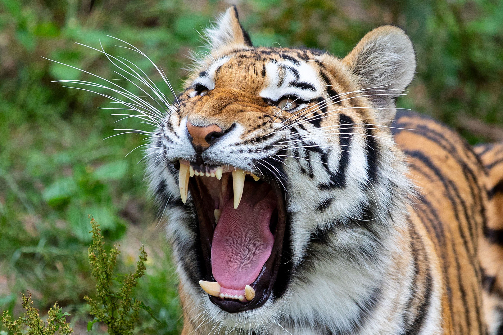 Tigerdame zeigt Zähne Foto & Bild | canon, natur, zähne Bilder auf ...