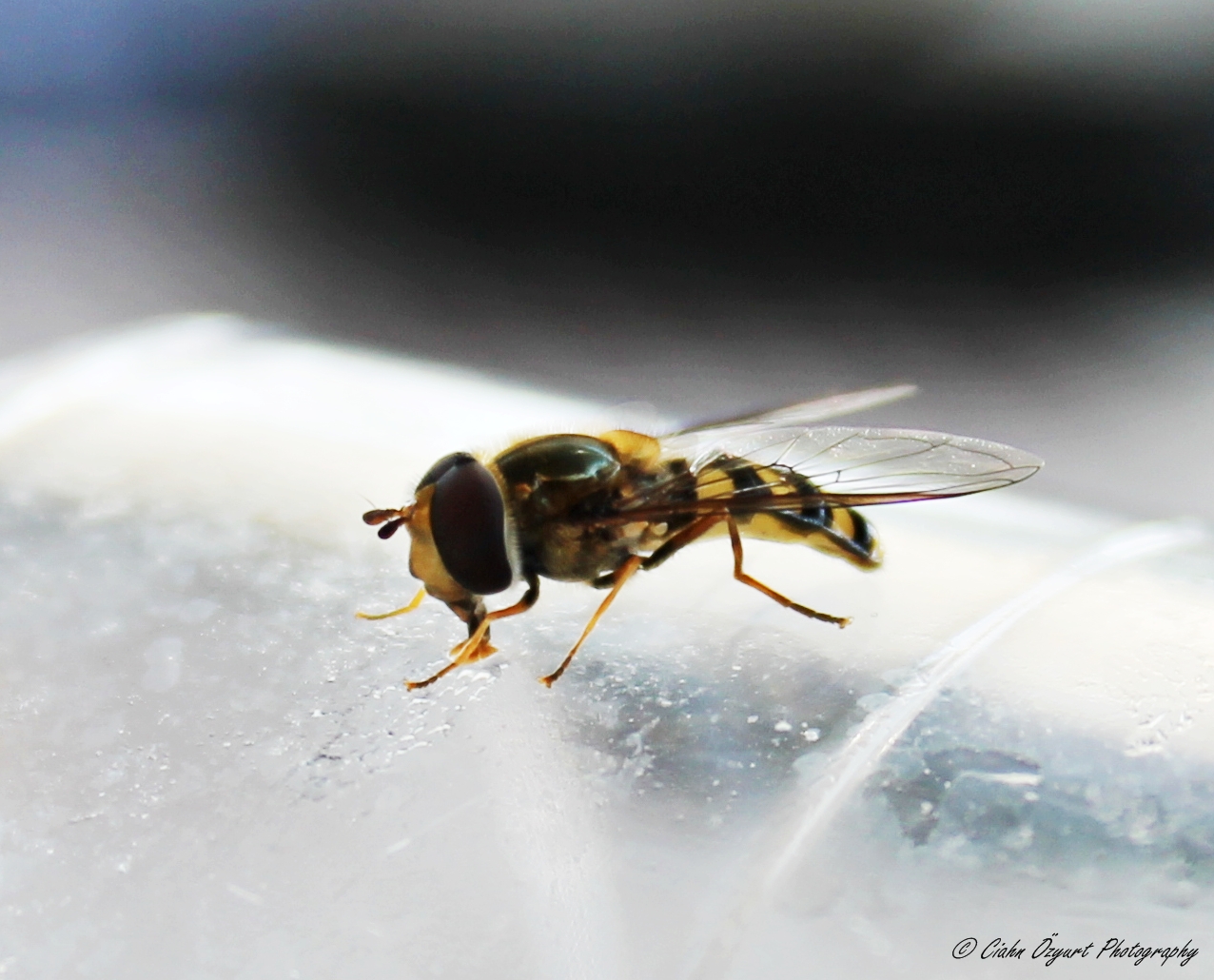 Tigerfliege Foto & Bild | tiere, natur Bilder auf fotocommunity