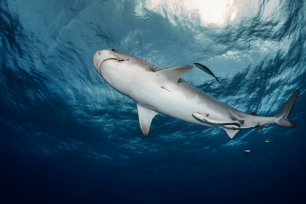 Tigerhai Foto & Bild | nature, meer, natur Bilder auf fotocommunity