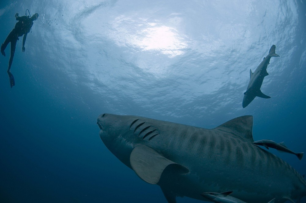 Tigerhai auf "Taucherkurs"... ;-)) Foto & Bild | africa, southern ...