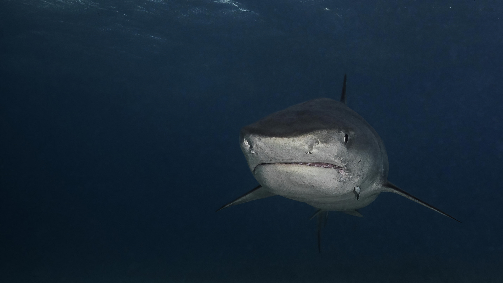 Tigerhai Bahamas 2017 Foto & Bild | north america, central america ...