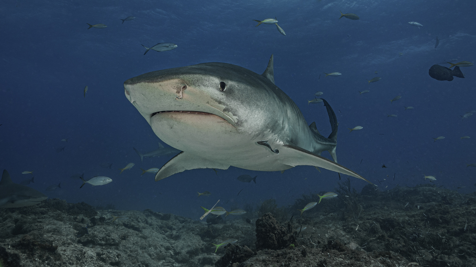 Tigerhai Bahamas 2017 Foto & Bild | fotos, world, natur Bilder auf ...