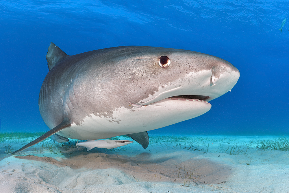 Tigerhai Foto & Bild | unterwasser, uw-salzwasser, natur-kreativ Bilder ...
