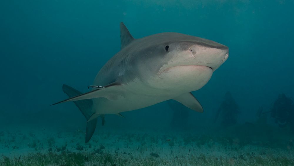 Tigerhai Foto & Bild | meer, natur, tauchen Bilder auf fotocommunity