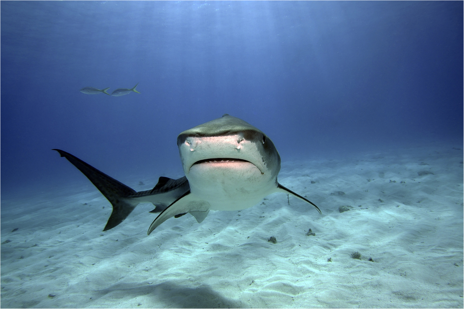 Tigerhai in der Tigerbeach Foto & Bild | unterwasser, uw-salzwasser ...