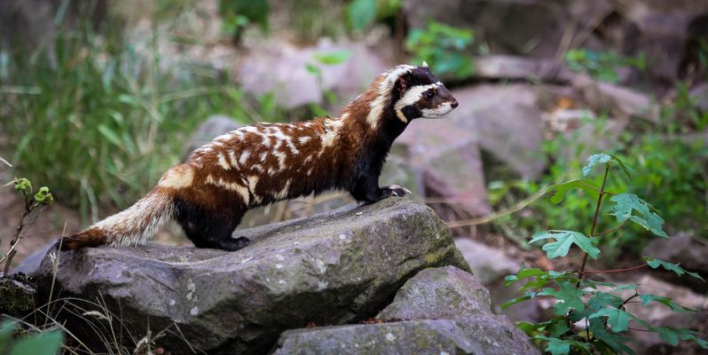 Marder, Otter, Nerze, Dachse Bilder & Fotos