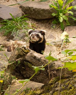 Marder, Otter, Nerze, Dachse Bilder & Fotos